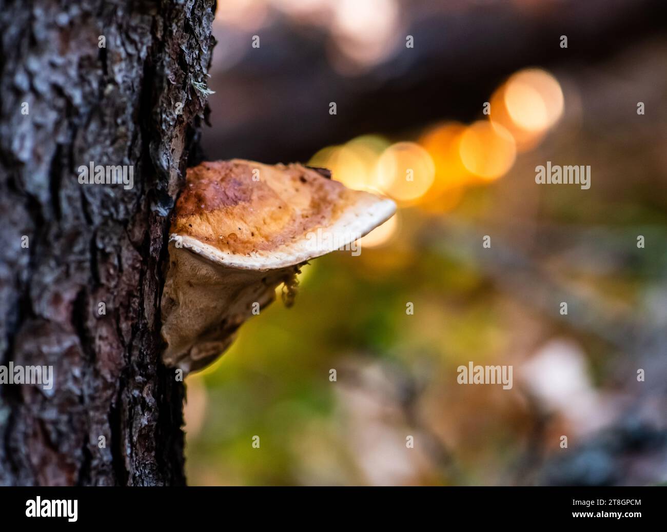 Fungi in the forest in Prince Albert National Park Stock Photo - Alamy