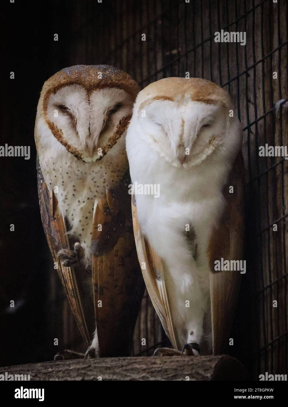 Barn owl tyto alba road hi-res stock photography and images - Alamy