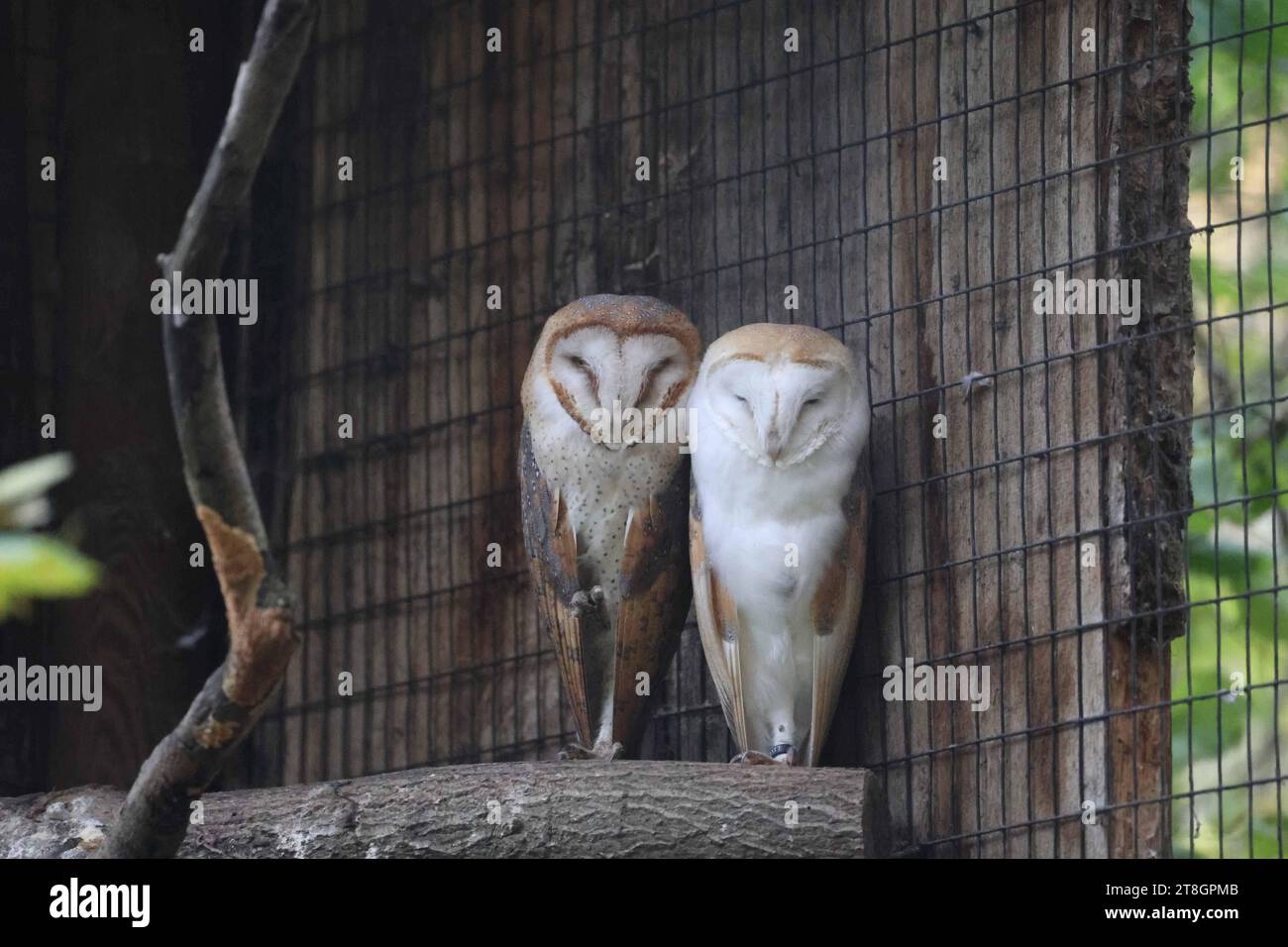 Barn owl tyto alba road hi-res stock photography and images - Alamy