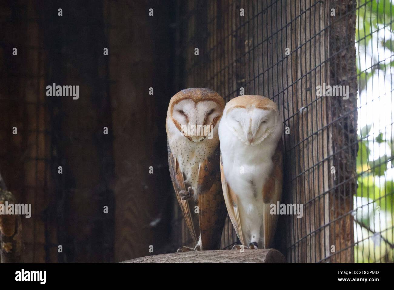Barn owl tyto alba road hi-res stock photography and images - Alamy