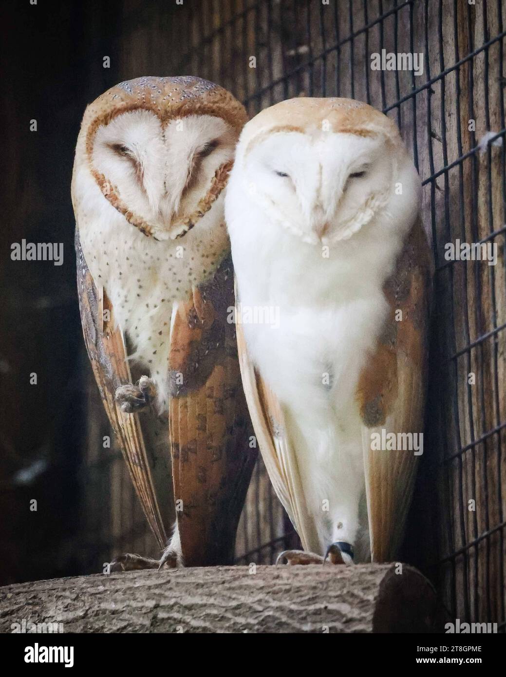 Barn owl tyto alba road hi-res stock photography and images - Alamy