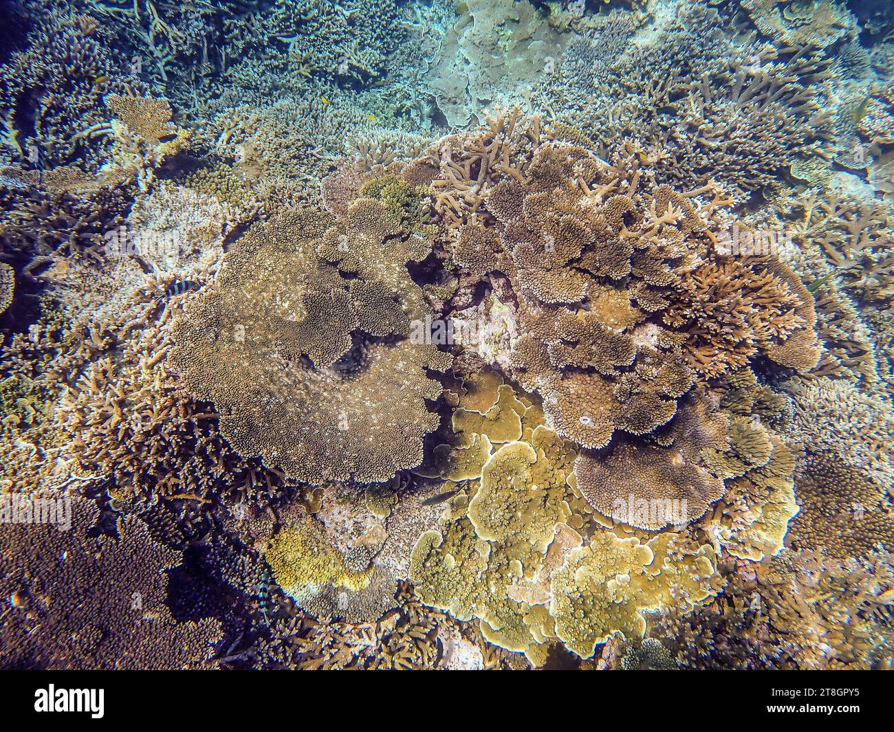 Underwater coral scenery at the Great Barrier Reef Queensland Australia ...