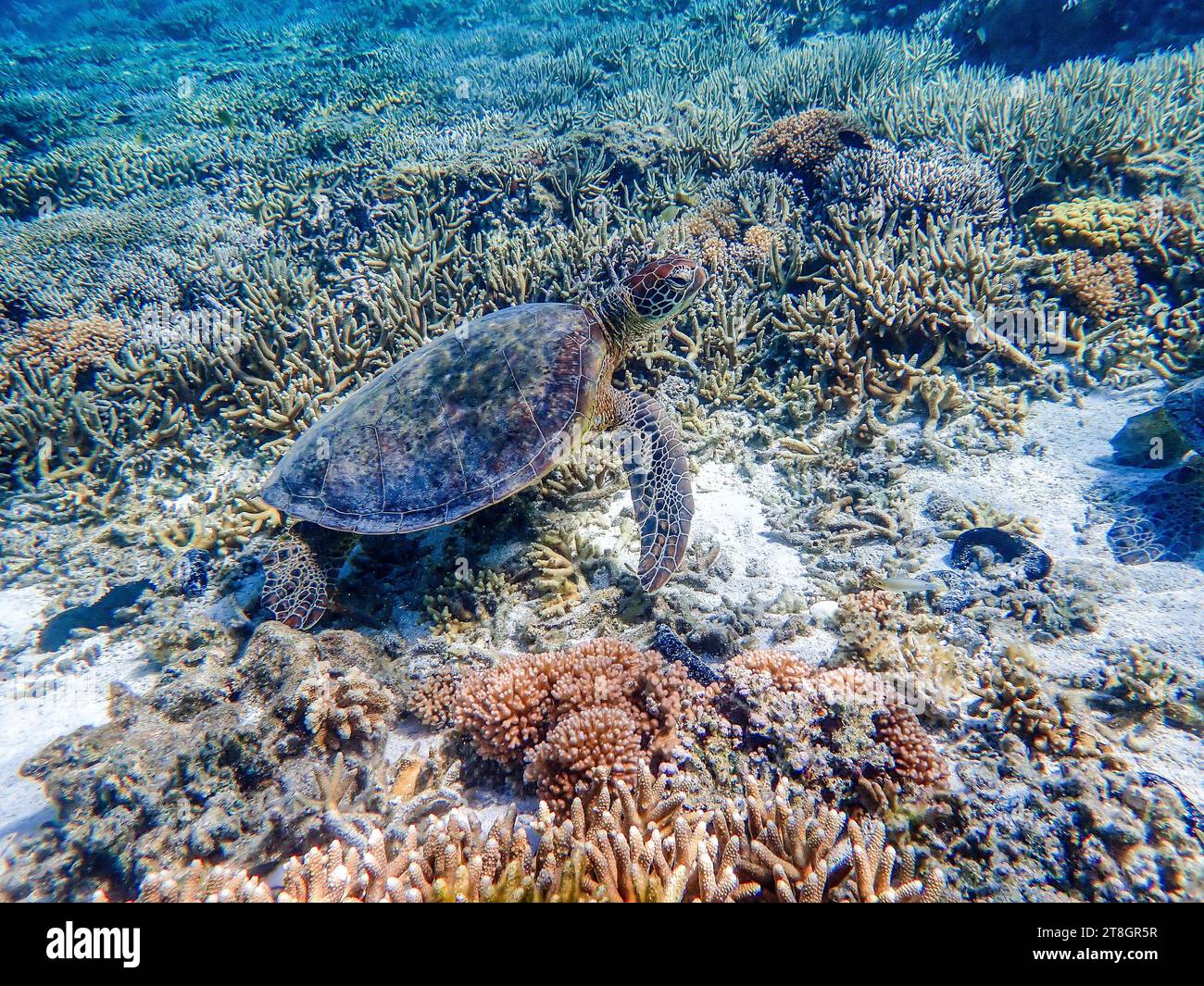 Green Turtle swimming at Lady Elliott island in the Great Barrier Reef ...