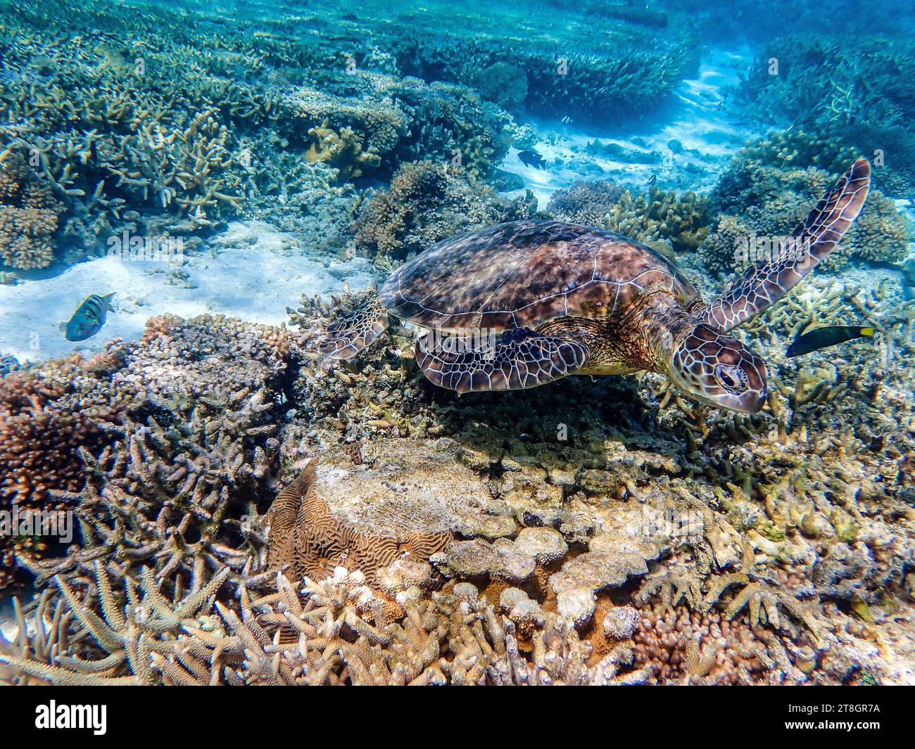 Green Turtle swimming at Lady Elliott island in the Great Barrier Reef ...