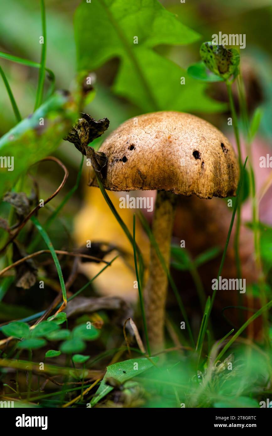 Fungi in the forest in Prince Albert National Park Stock Photo - Alamy