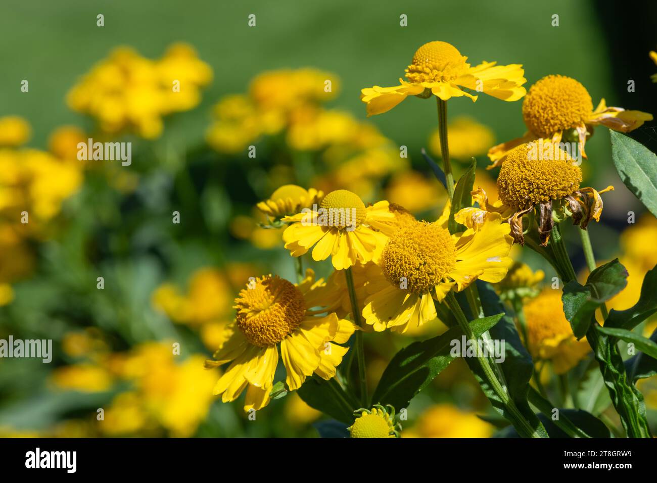 Close up of common sneezeweed (helenium autumnale) flowers in bloom ...