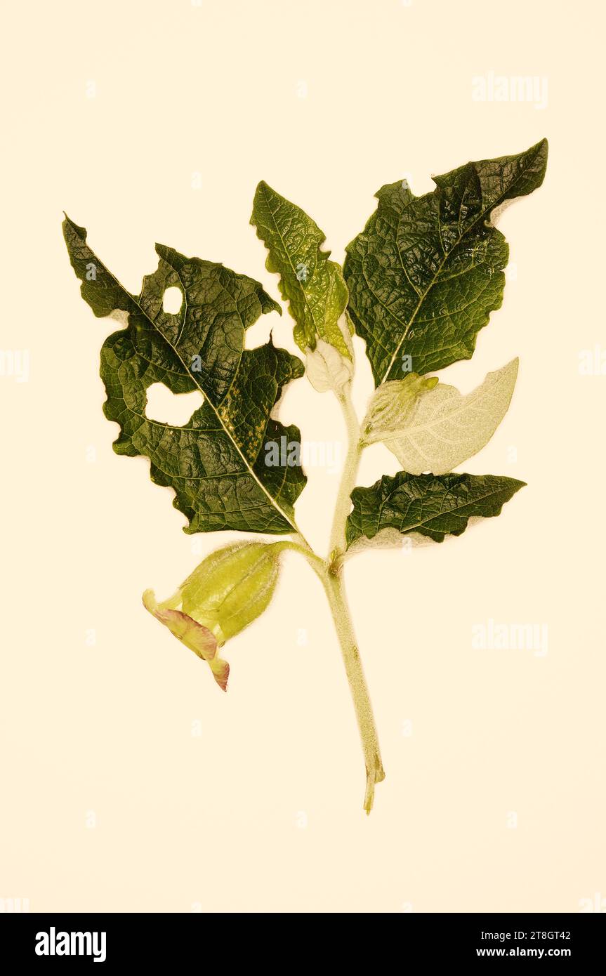 Anisodus luridus 'Asian Belladonna' ROOT Stock Photo - Alamy