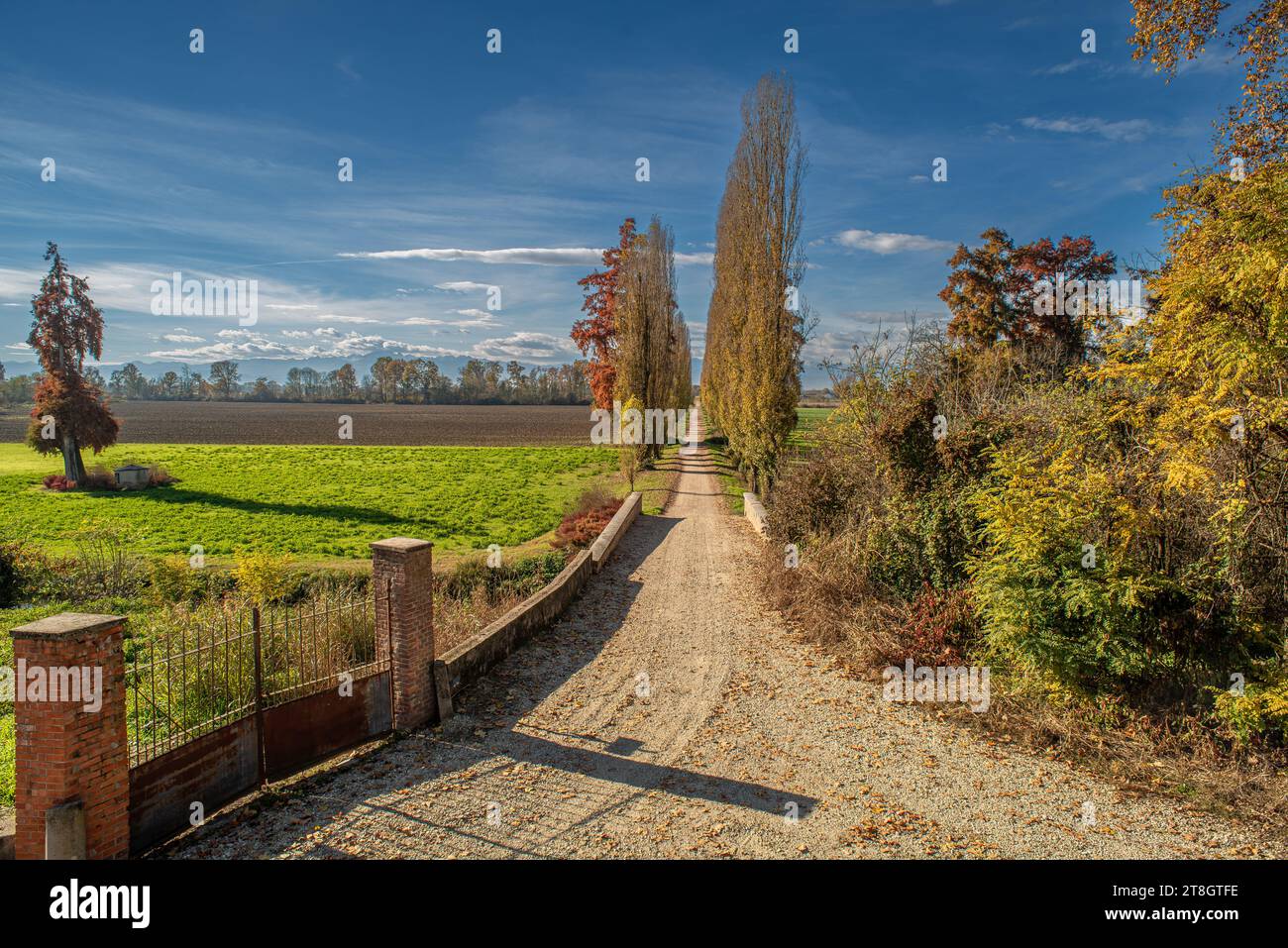 Country road among rows of trees poplar cypress trees with autumn ...