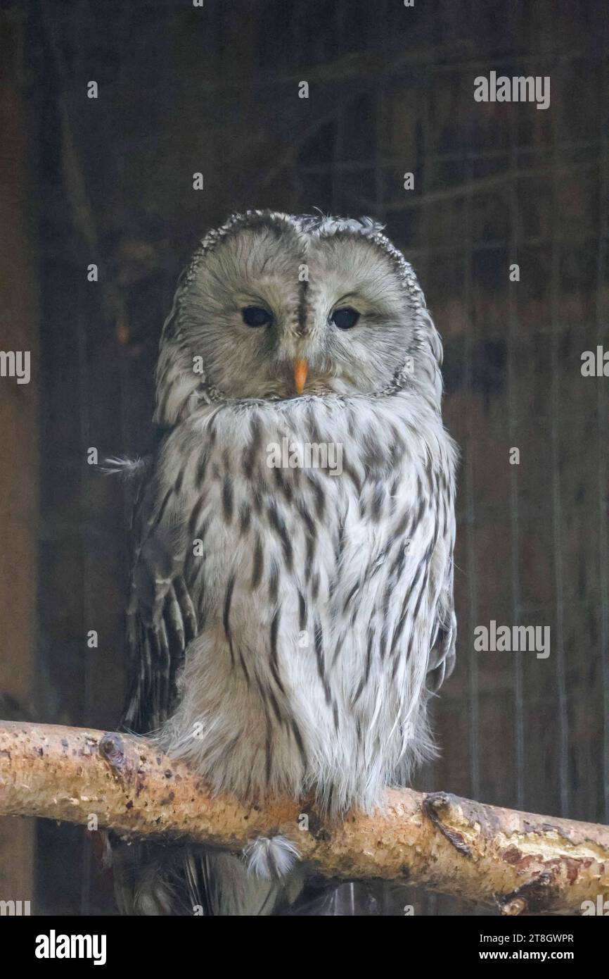 12.11.2023, Poing, GER, Unterwegs in Deutschland, Fototermin, Themenbild, Verschiedene ...