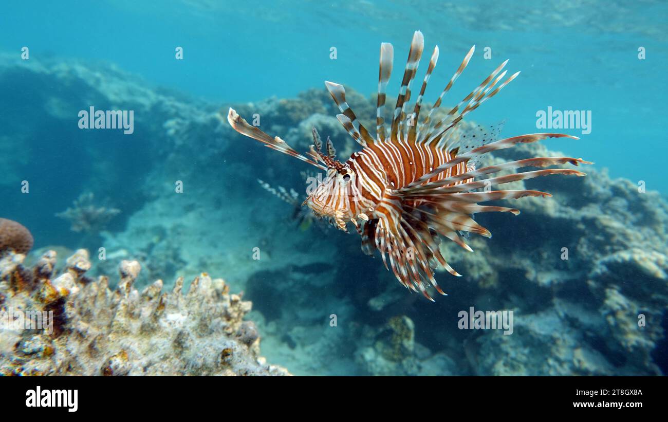 Lion Fish in the Red Sea. Lion Fish in the Red Sea in clear blue water ...