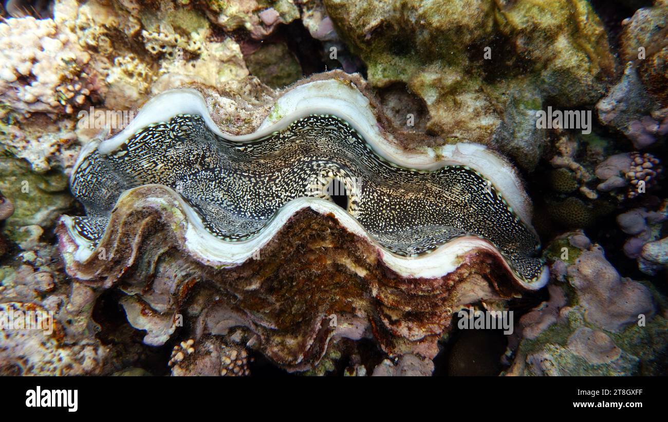 Rugose giant clam. Molluscs, type Mollusca. Bivalve mollusks. Family ...