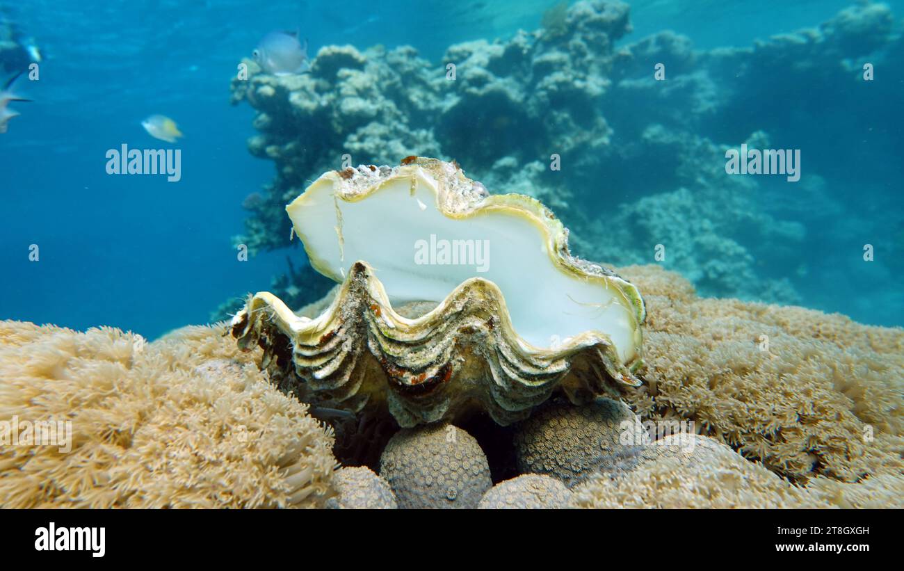 Rugose giant clam. Molluscs, type Mollusca. Bivalve mollusks. Family ...