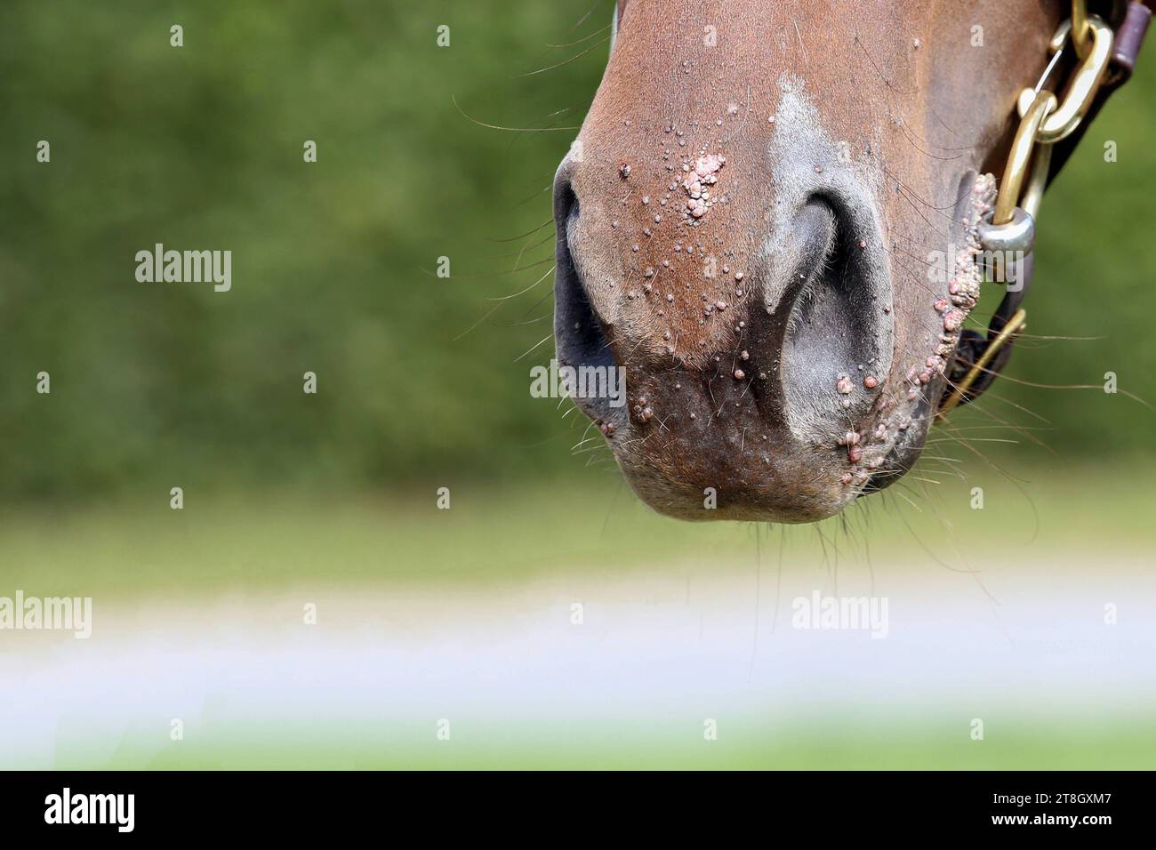 28.08.2023, Vogelsdorf, Brandenburg, GER - Detailaufnahme: Warzen an ...