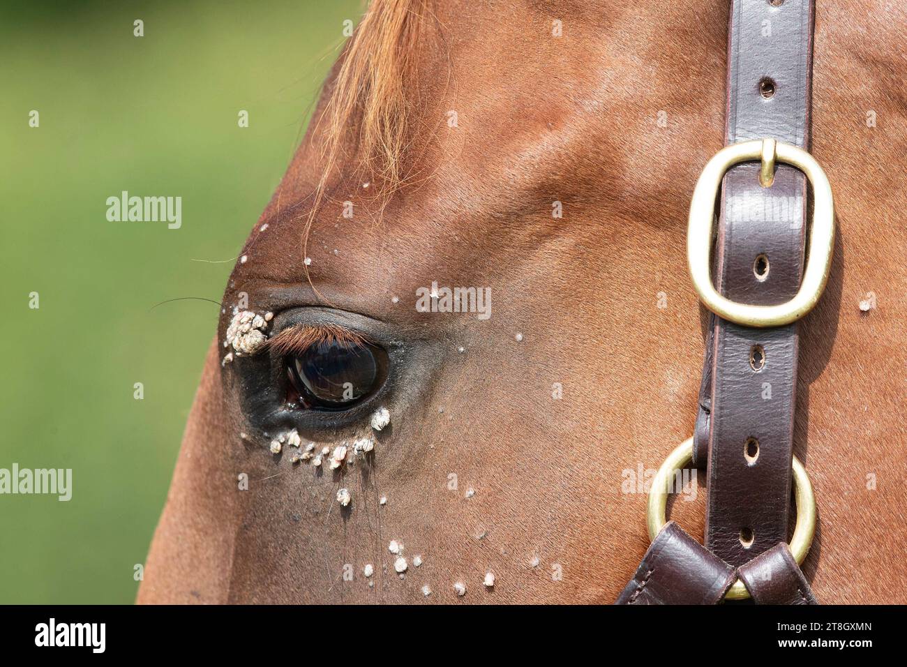 28.08.2023, Vogelsdorf, Brandenburg, GER - Detailaufnahme: Warzen an der Augenpartie eines ...