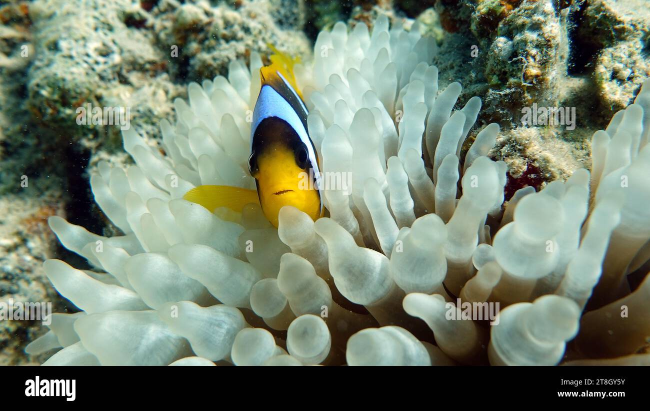 Clown fish amphiprion (Amphiprioninae). Red sea clown fish. Nemo Stock ...