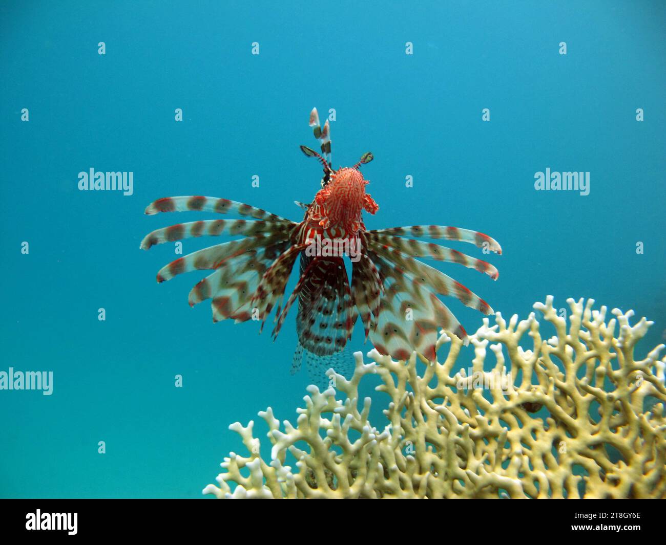 Lion Fish in the Red Sea. Lion Fish in the Red Sea in clear blue water ...