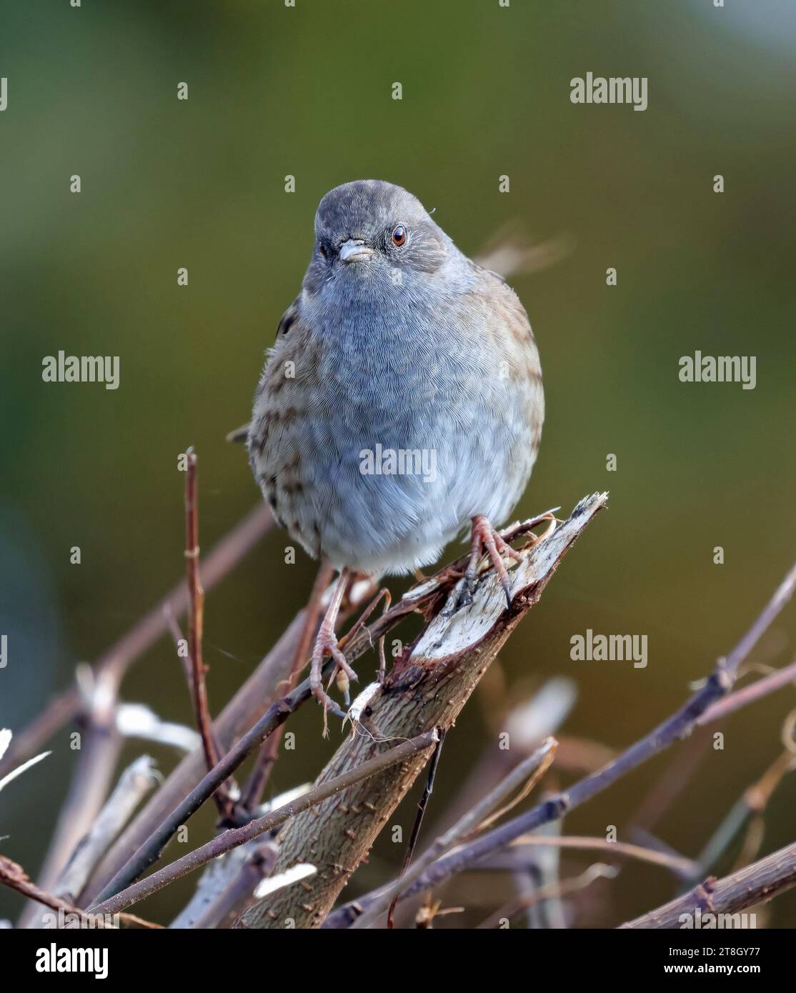 Dunnock (Prunella Modularis Stock Photo - Alamy