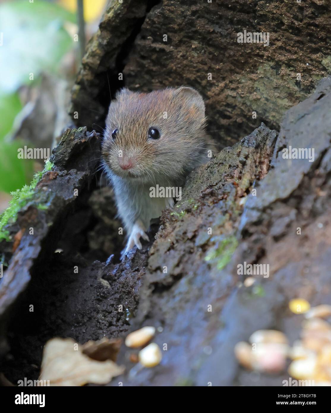 Bank Vole (Myodes Glareolus Stock Photo - Alamy