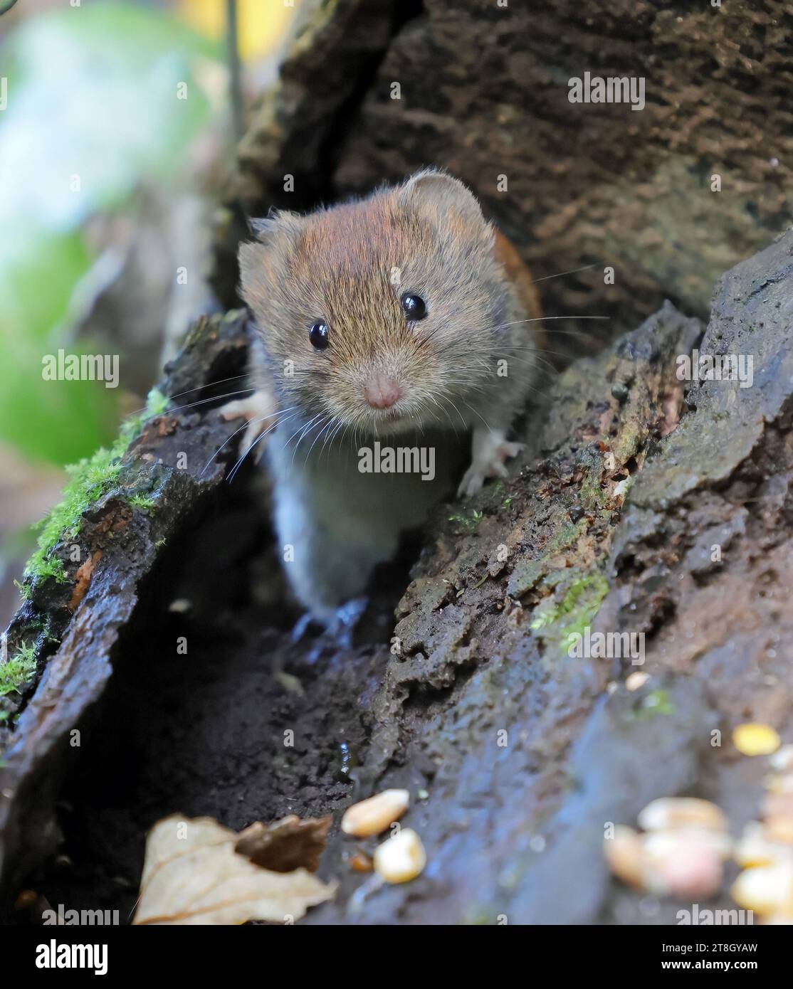 Bank Vole (Myodes Glareolus Stock Photo - Alamy