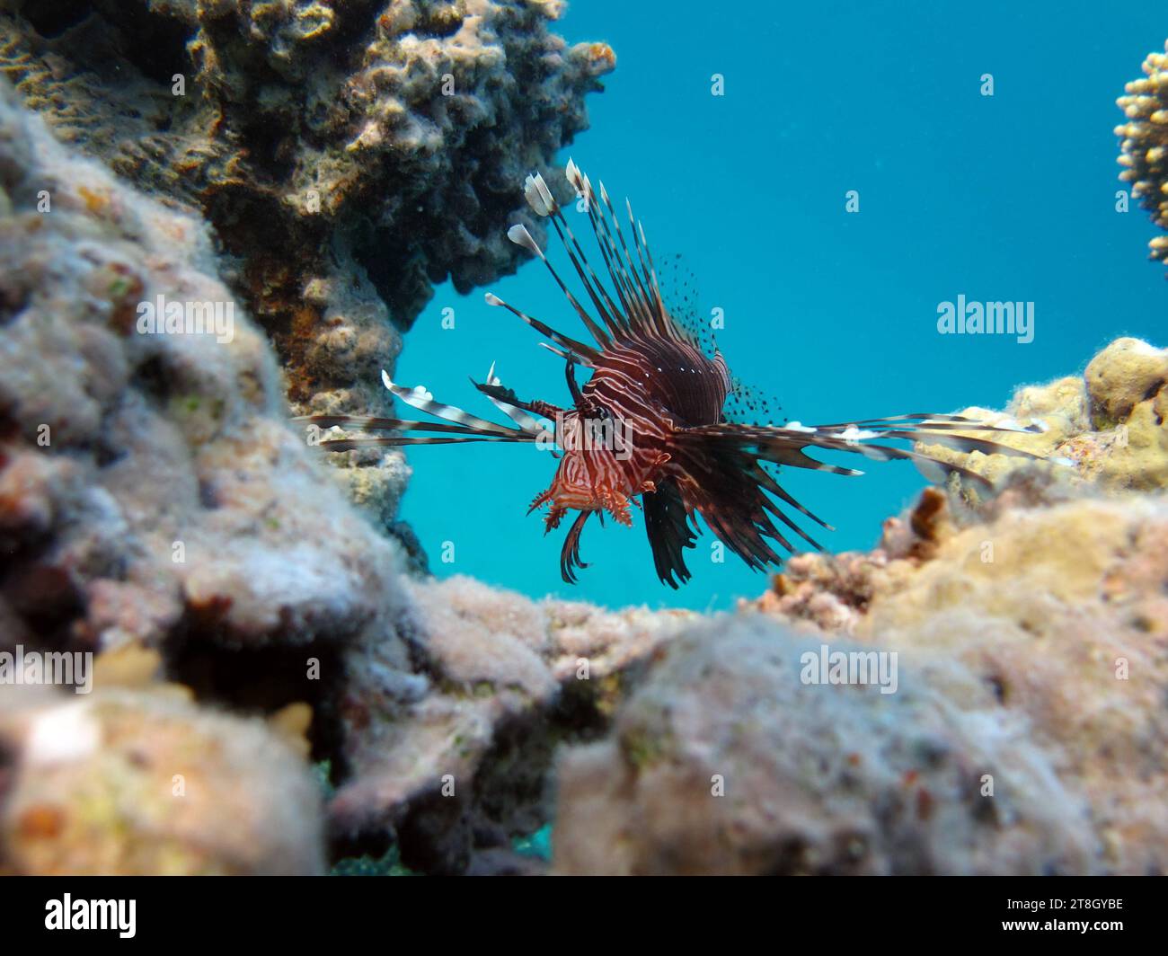 Lion Fish in the Red Sea. Lion Fish in the Red Sea in clear blue water ...