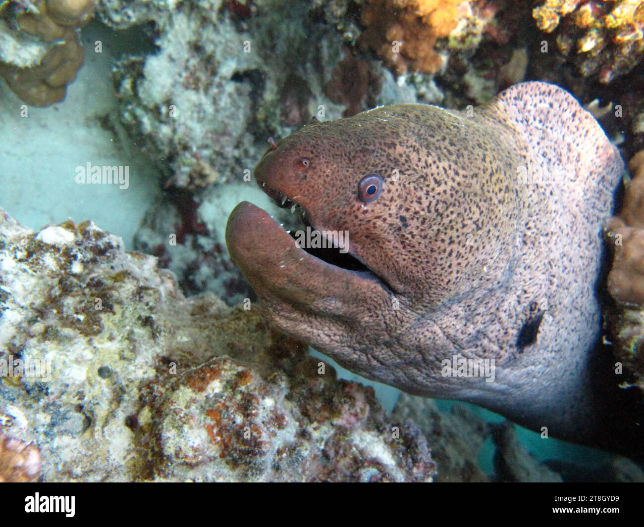 Moray eels, Pisces - type bone fish Osteichthyes, Moray eels (Muraenidae), Giant moray eels ...