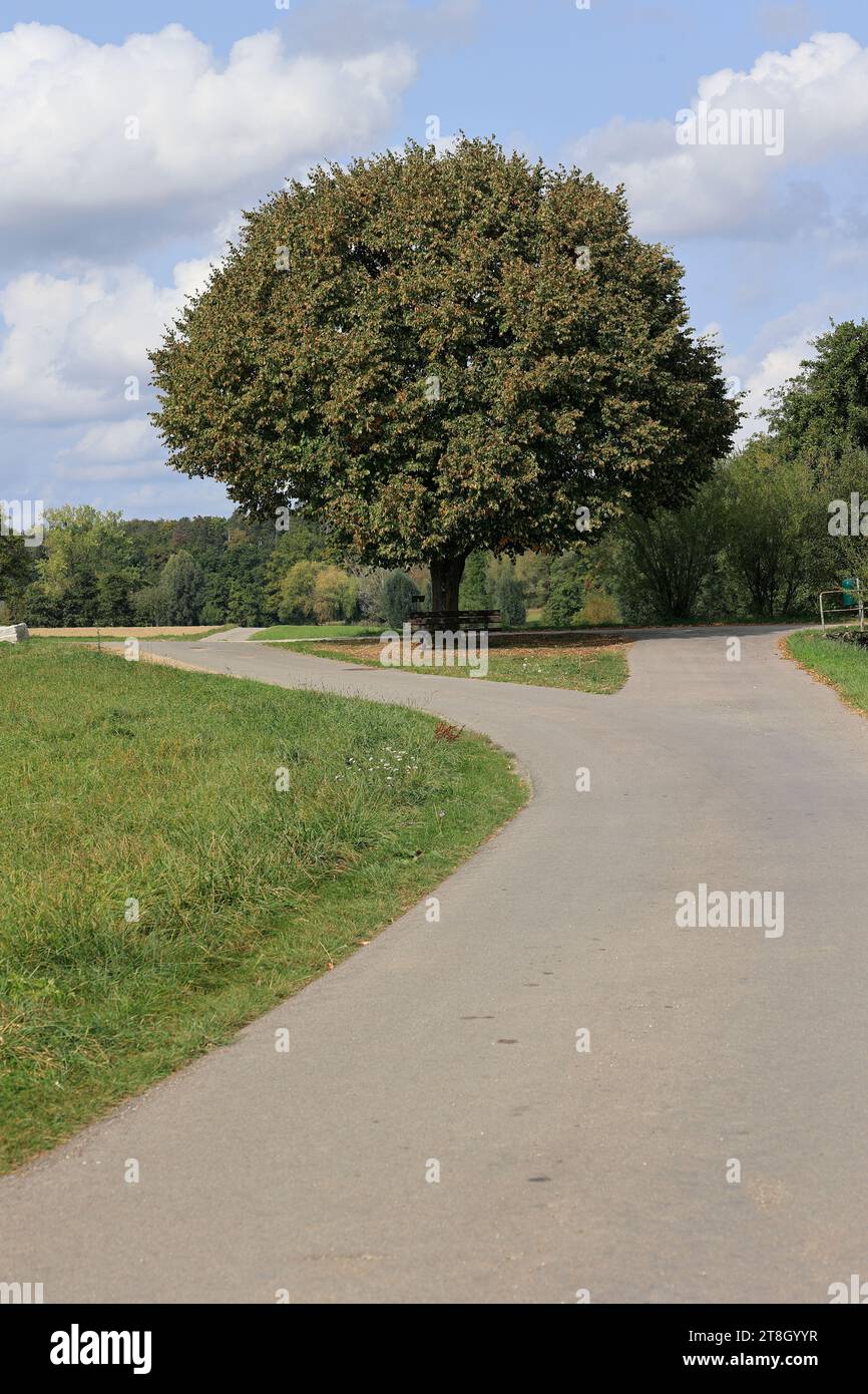 Tree crossing hi-res stock photography and images - Alamy