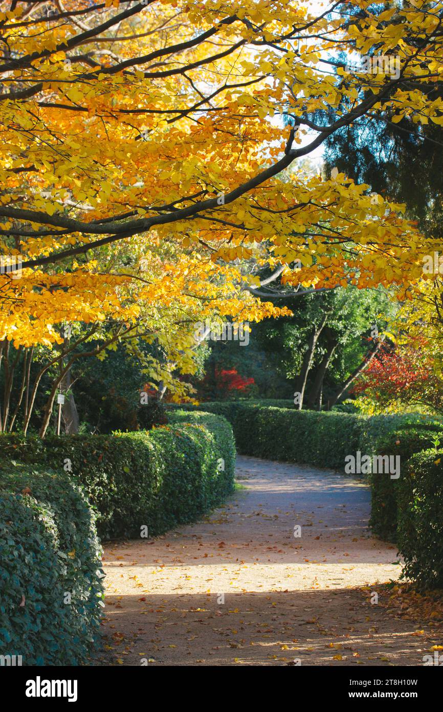 Trimmed shrubs, path in fall garden, park. Tree with yellow foliage ...