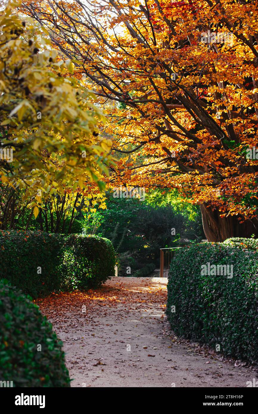 Trimmed shrubs, path in fall garden, park. Tree with yellow foliage ...