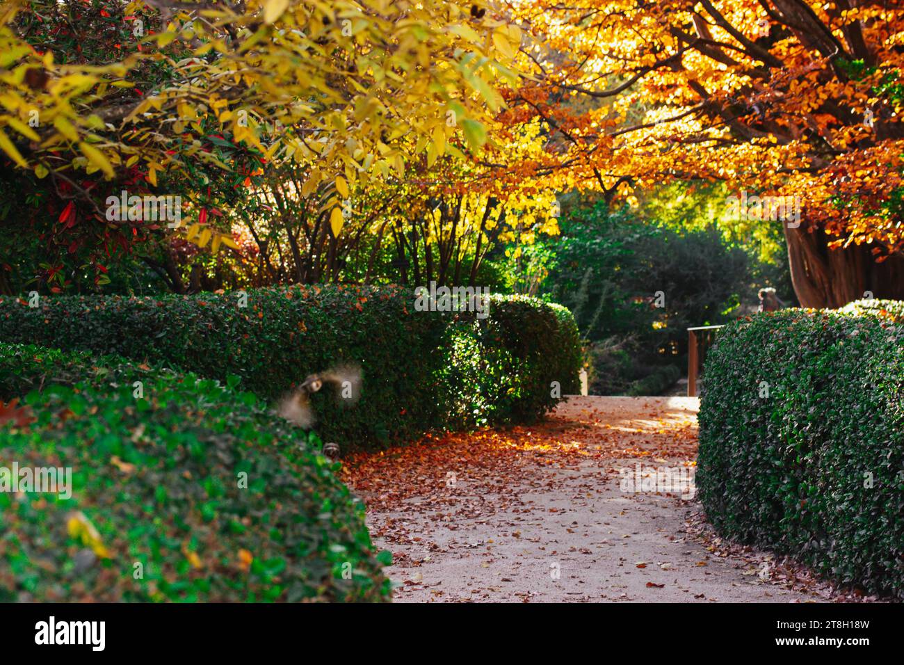 Trimmed shrubs, path in fall garden, park. Tree with yellow foliage ...