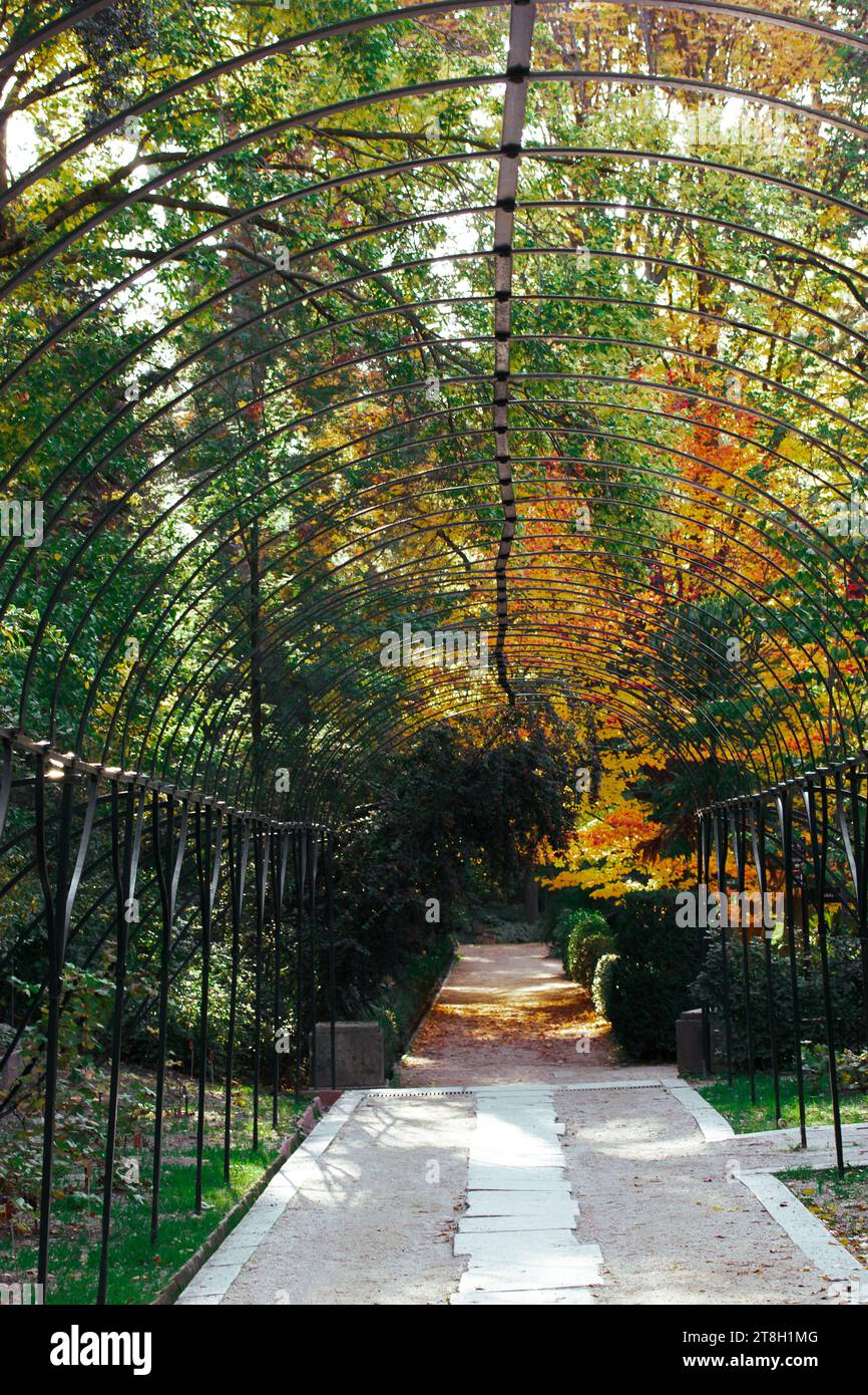 Arch in a garden, tunnel, path, walkway in a park. Green and yellow ...