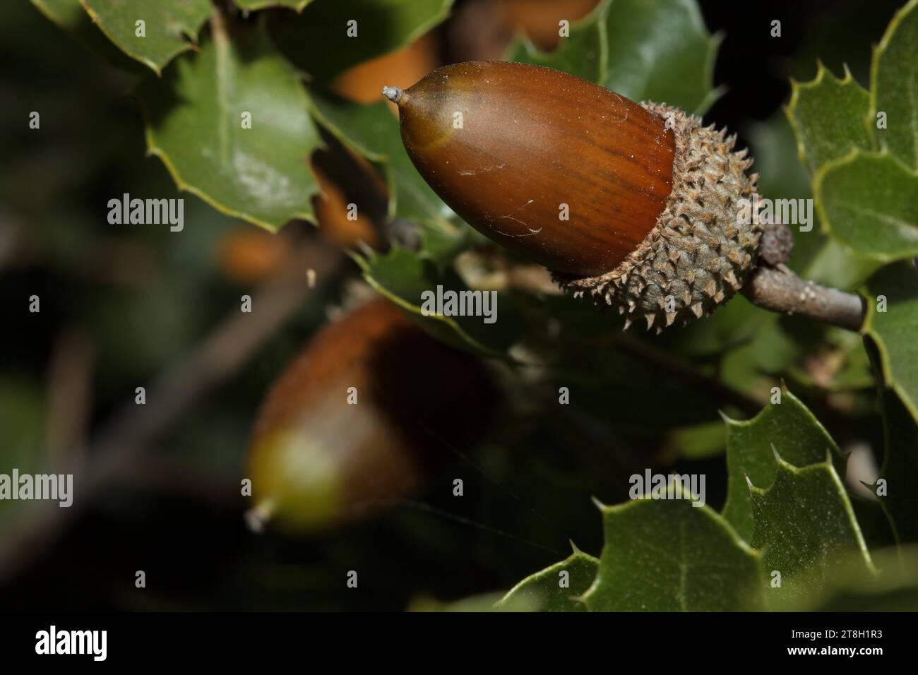 Acorns from the Quercus coccifera bush, typical of the Mediterranean ...