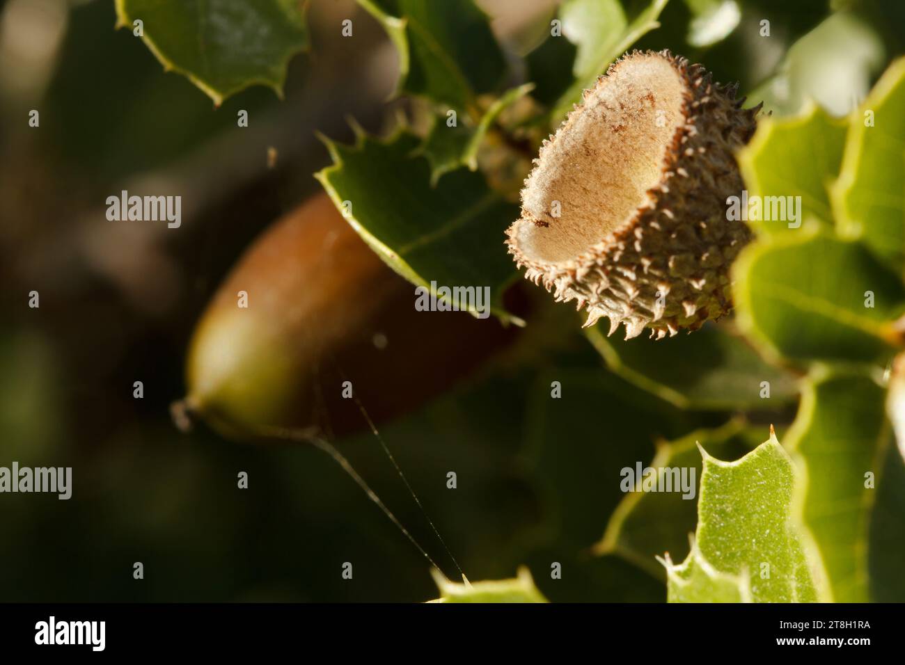 Empty acorn dome that has recently fallen to the ground of the Quercus ...