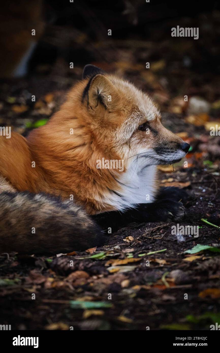 Der rotfuchs vulpes vulpes hi-res stock photography and images - Alamy