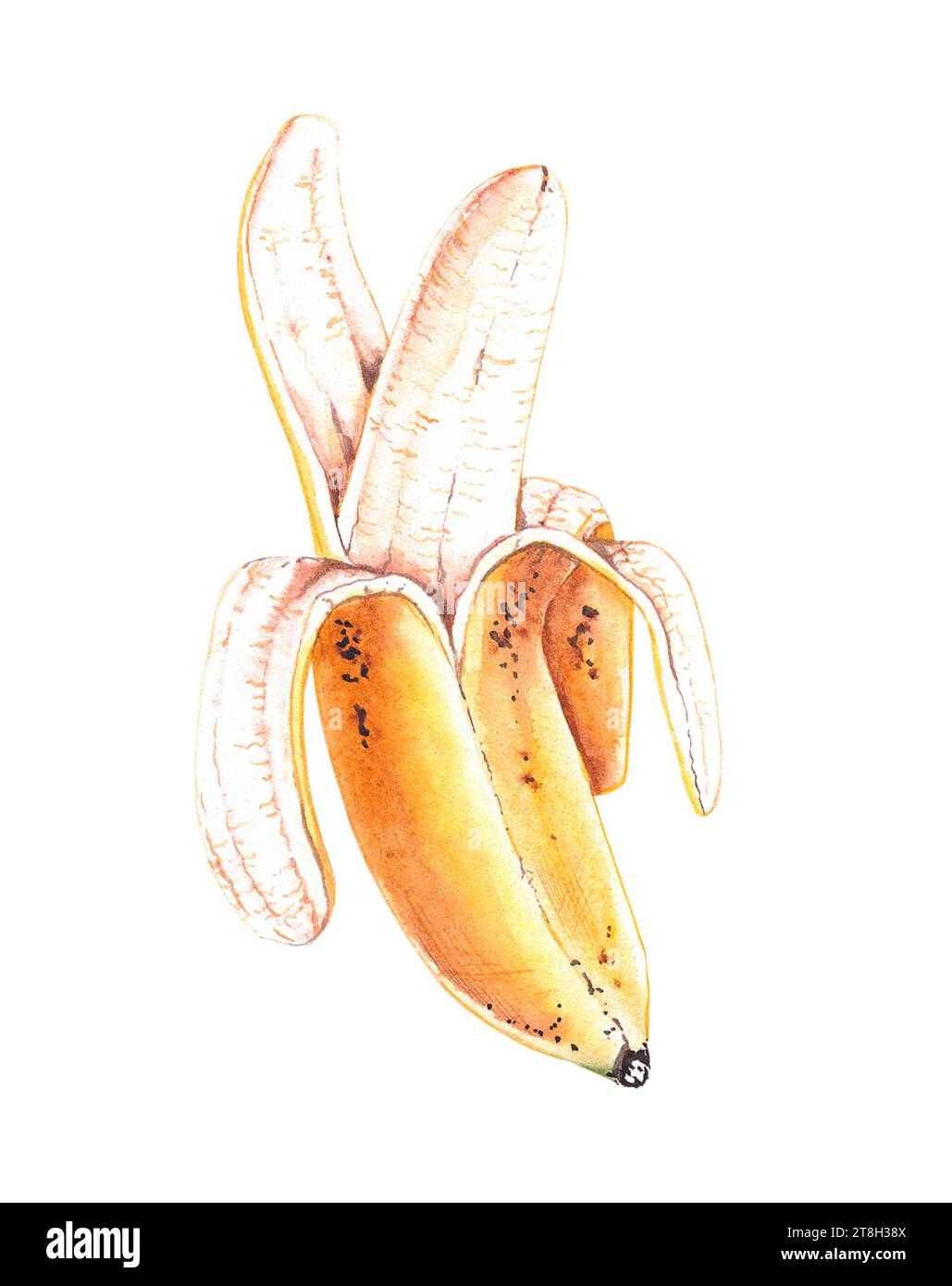 Watercolor banana fruit isolated. Hand drawn banana on white for logo ...