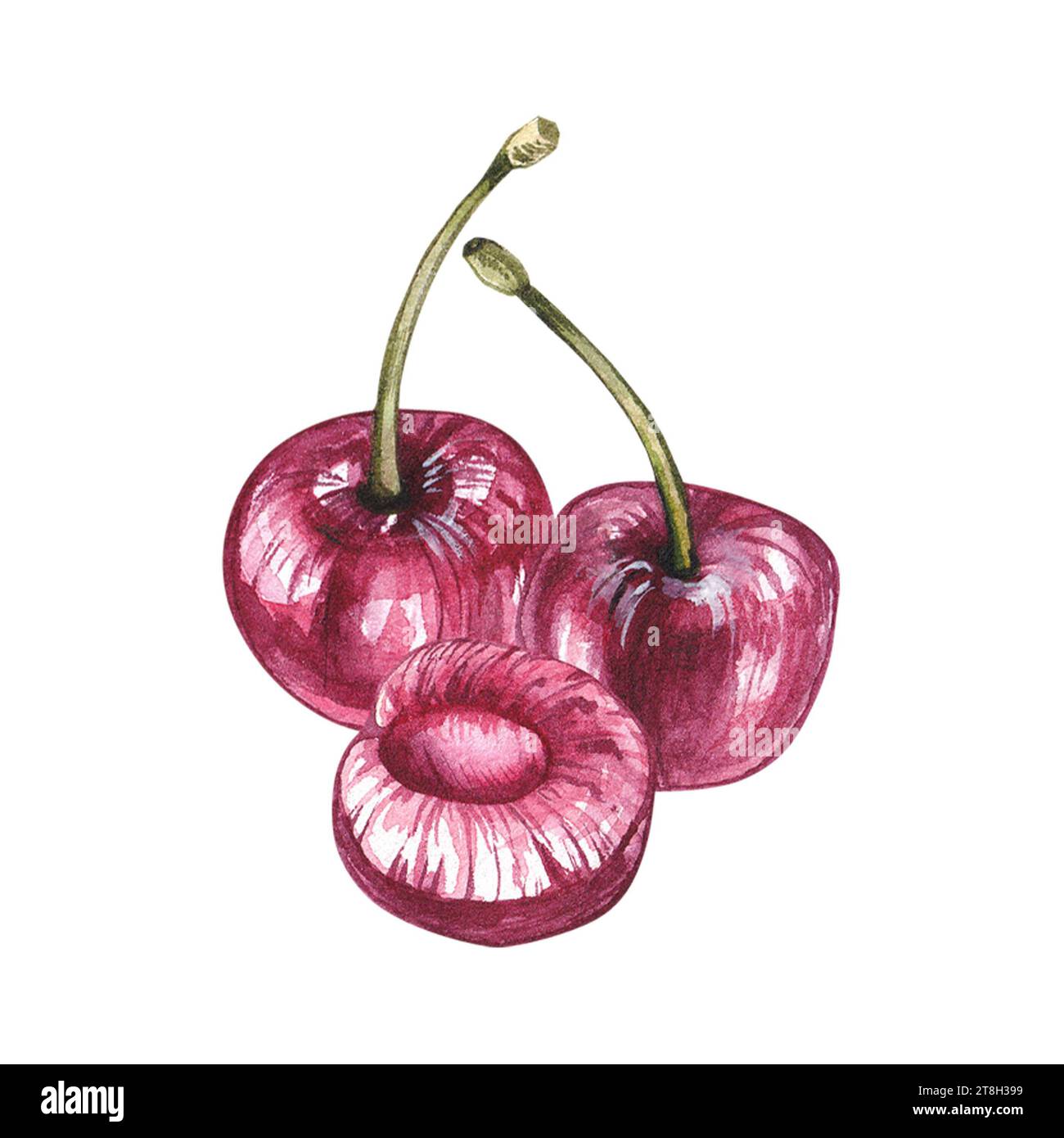 Watercolor cherry berry isolated. Hand drawn cherry on white for logo ...