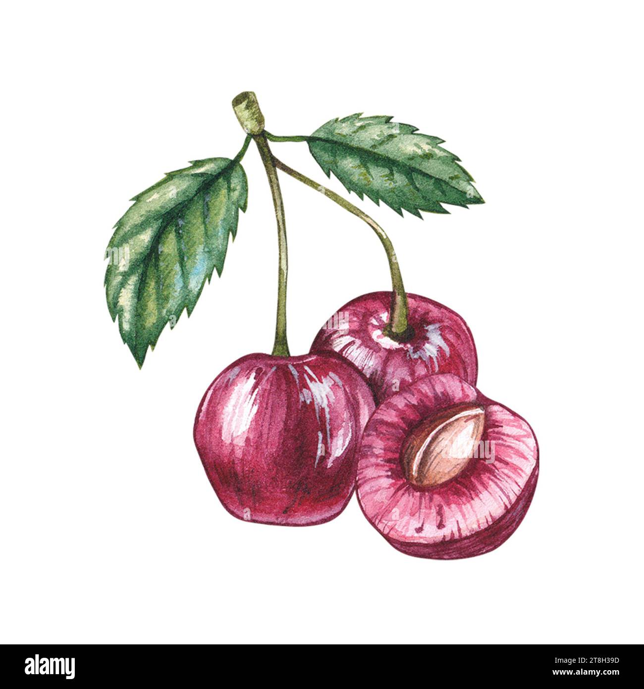 Watercolor cherry berry isolated. Hand drawn cherry on white for logo ...
