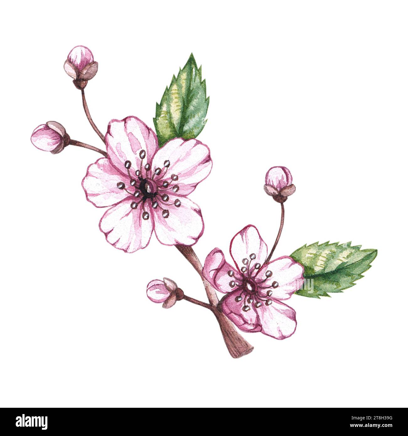 Watercolor cherry flowers isolated. Hand drawn cherry on white for logo ...