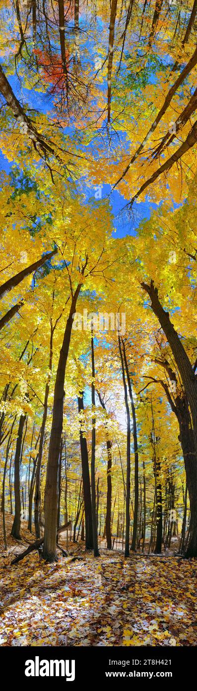 Vertical panoramic view park hi-res stock photography and images - Alamy
