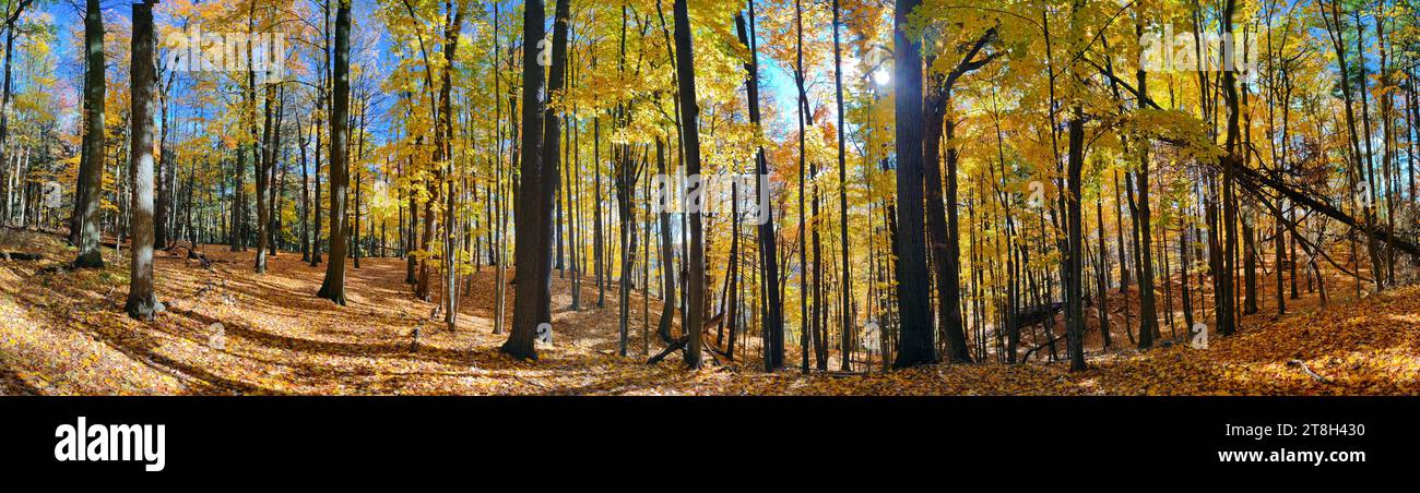 Panoramic forest backgrounds hi-res stock photography and images - Alamy