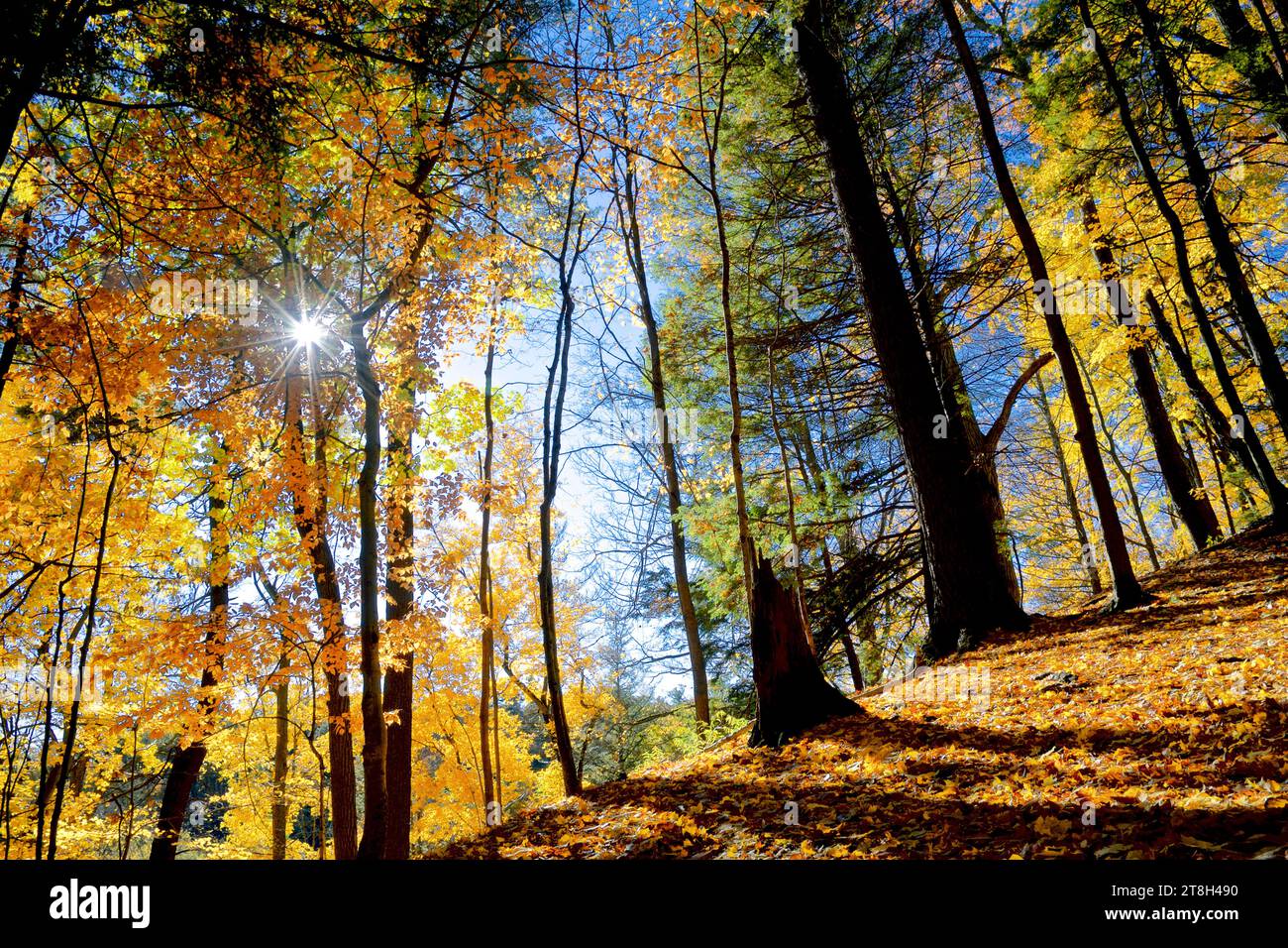 Lens flare in the forest with autumn leaf colour Stock Photo - Alamy