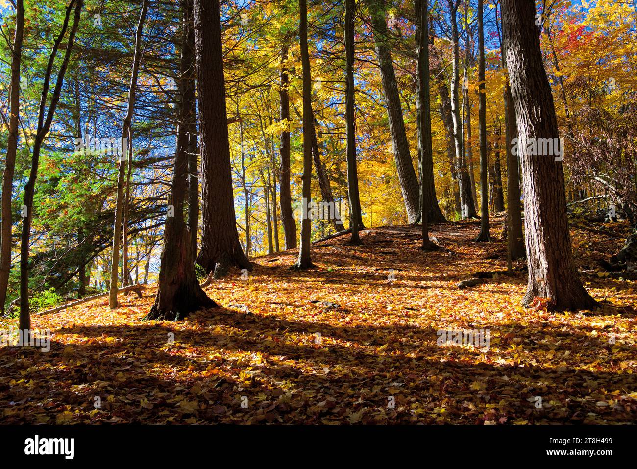 Autumn leaf colour in the forest Stock Photo - Alamy