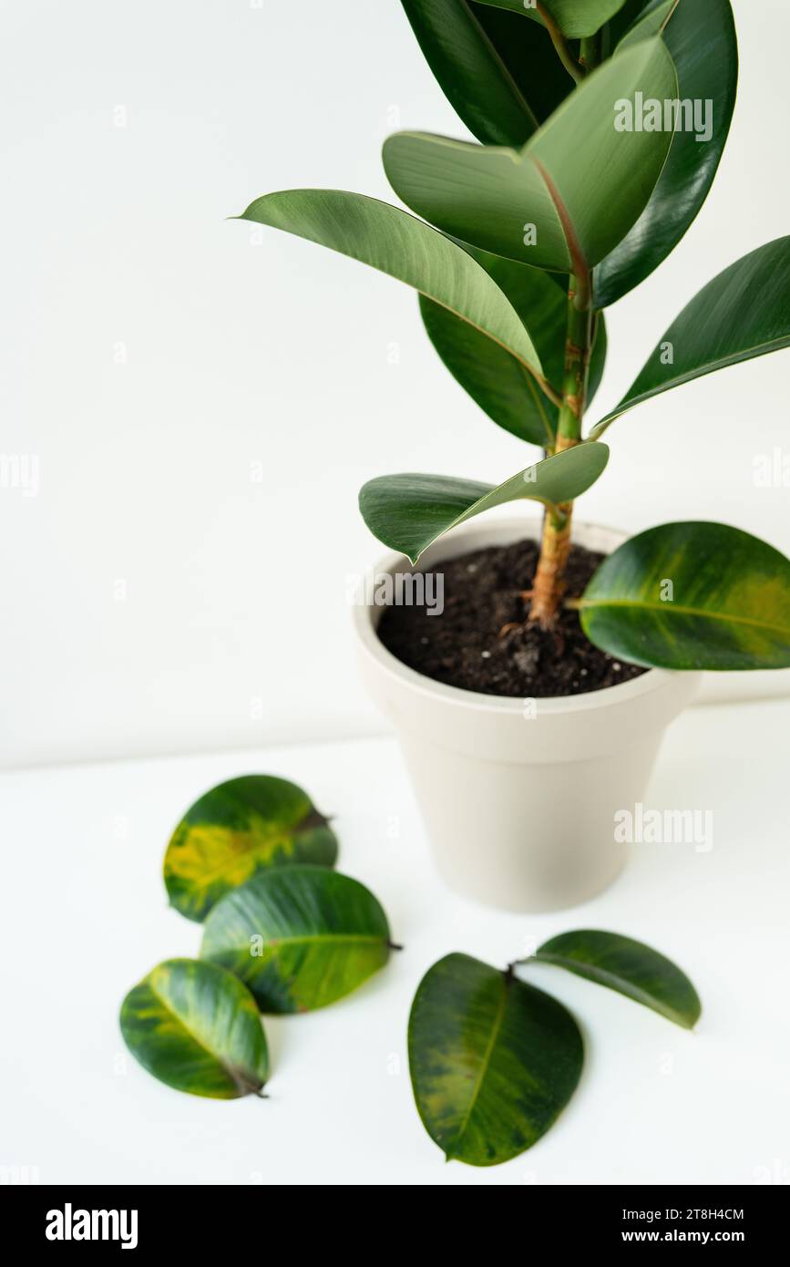 Potted ficus rubber plant with green leaves in a white pot on a white ...