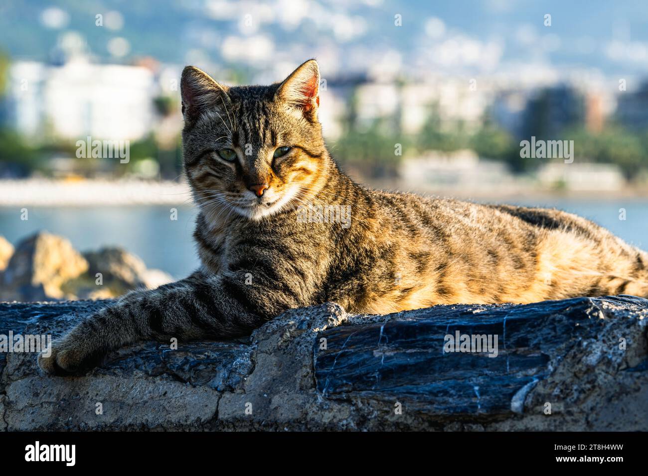 Portrait of a city cat Stock Photo - Alamy