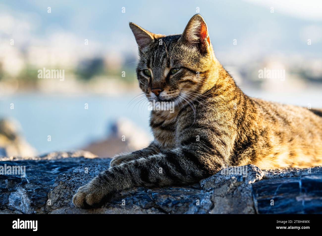 Portrait of a city cat Stock Photo - Alamy