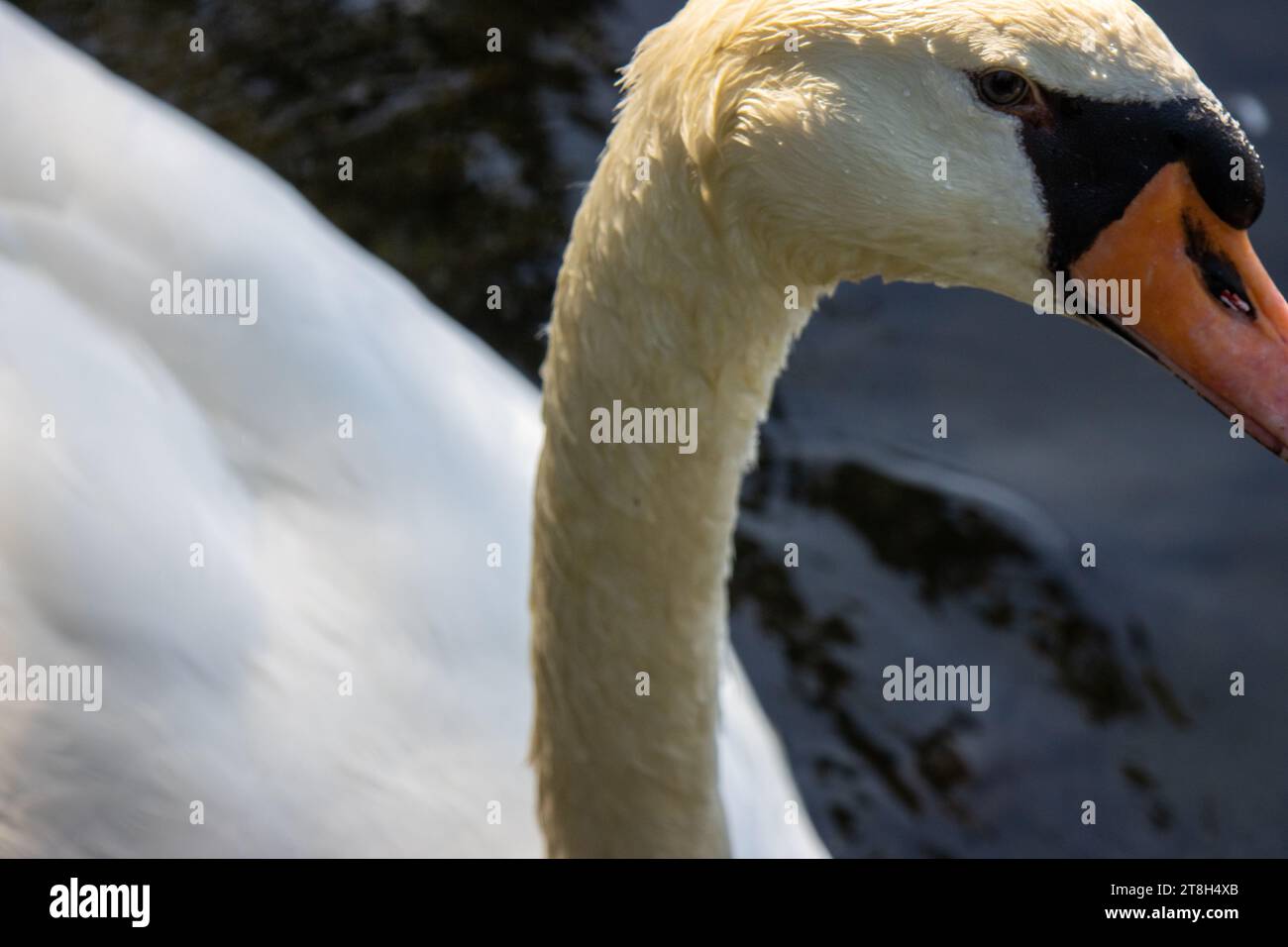 Hermoso en blanco hi-res stock photography and images - Alamy