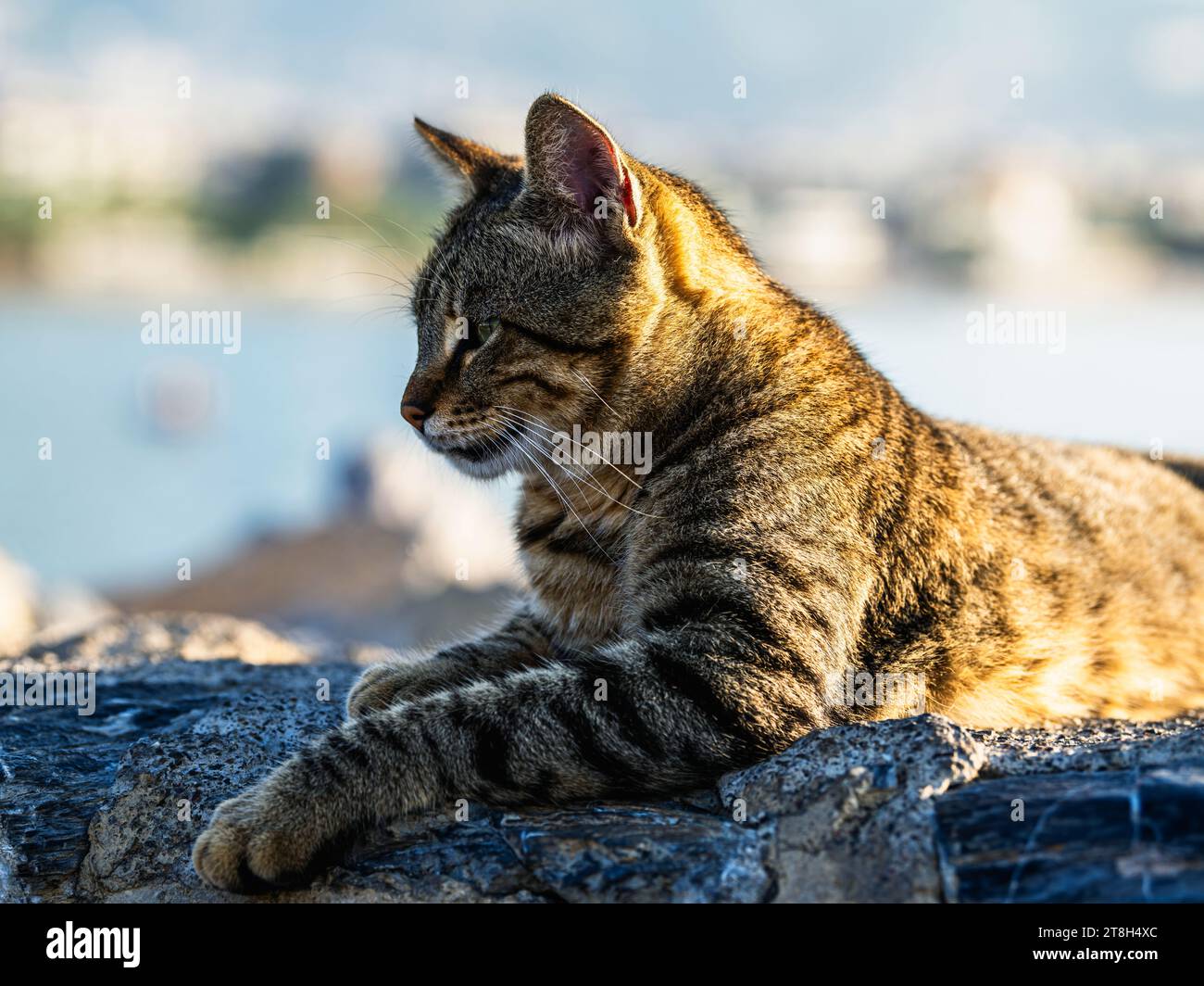 Portrait of a city cat Stock Photo - Alamy