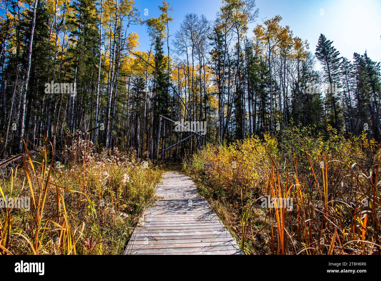 Autumn in Prince Albert National Park, Saskatchewan, Canada Stock Photo ...