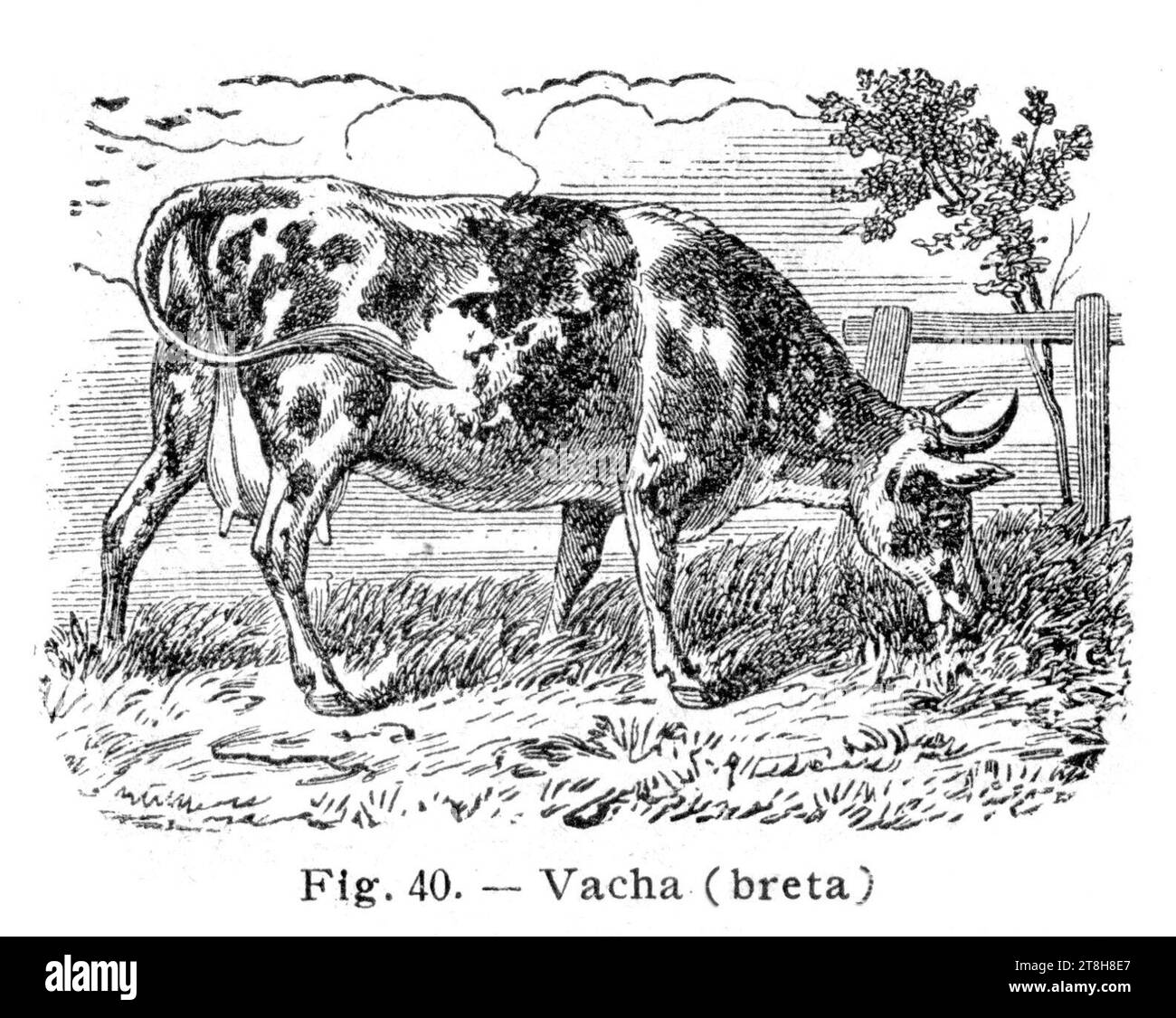 Vacha see Cut Out Stock Images & Pictures - Alamy