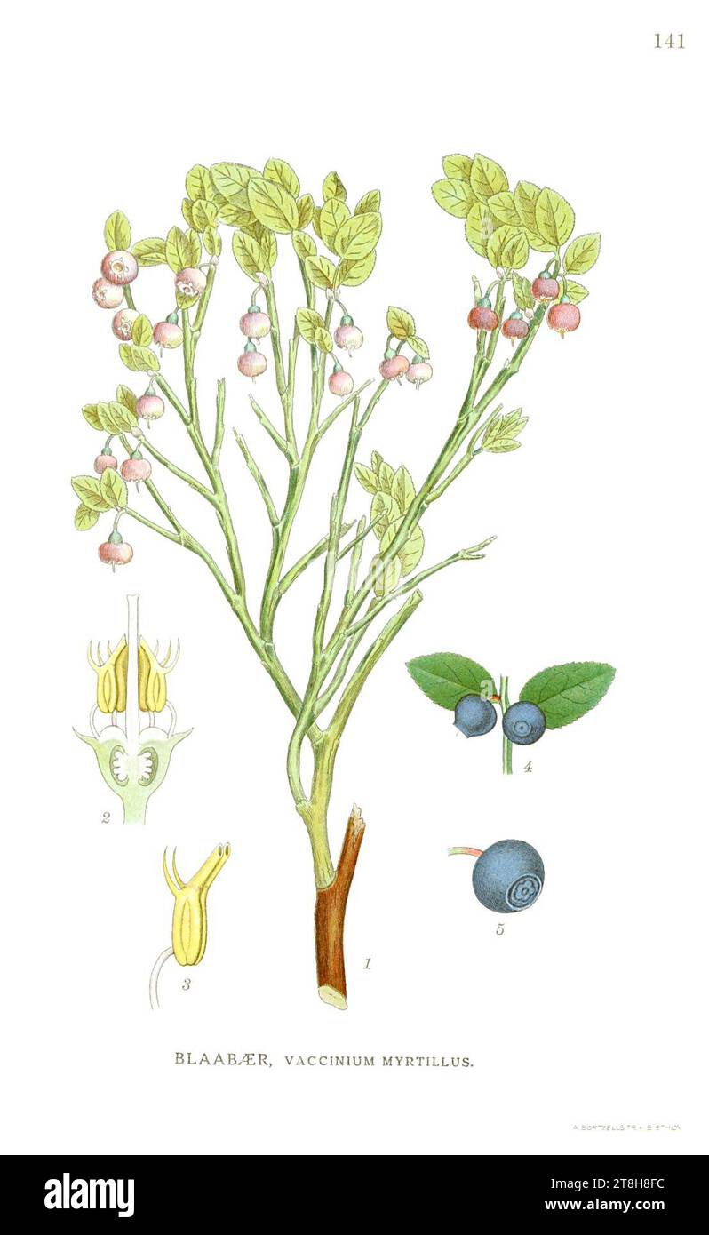 Vaccinium myrtillus (Billeder af nordens flora 1917ff., v1 141 Stock ...