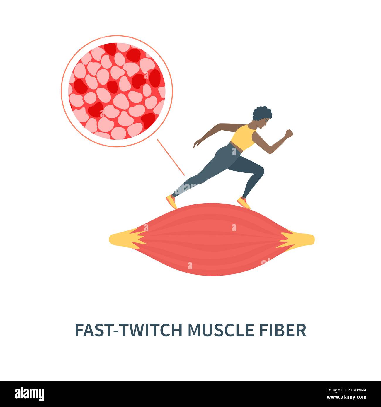 Human skeletal muscle fiber types. Fast twitch white muscular tissue ...